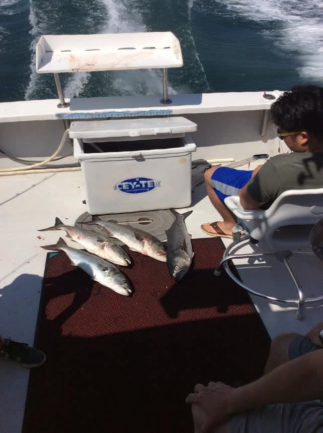 Bluefish mmmmm..Tasty | Ginny G Cape Cod Fishing Charters